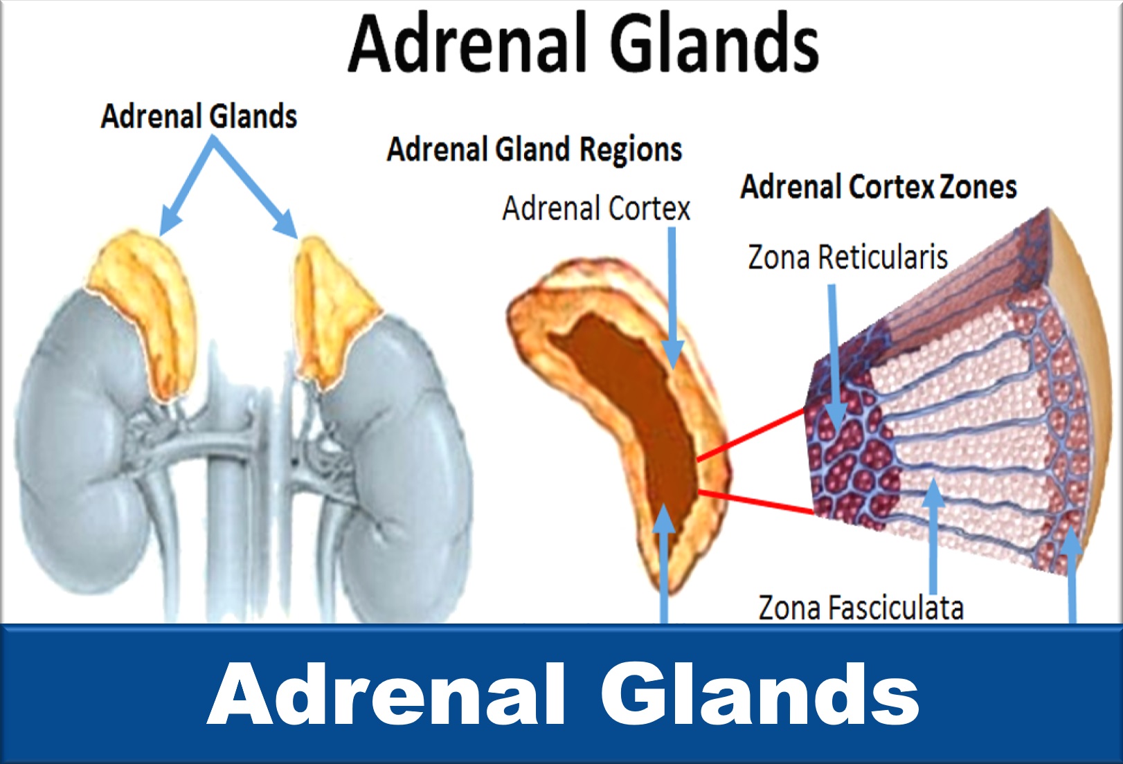 Learn how your adrenal gland health plays an extremely important role ...