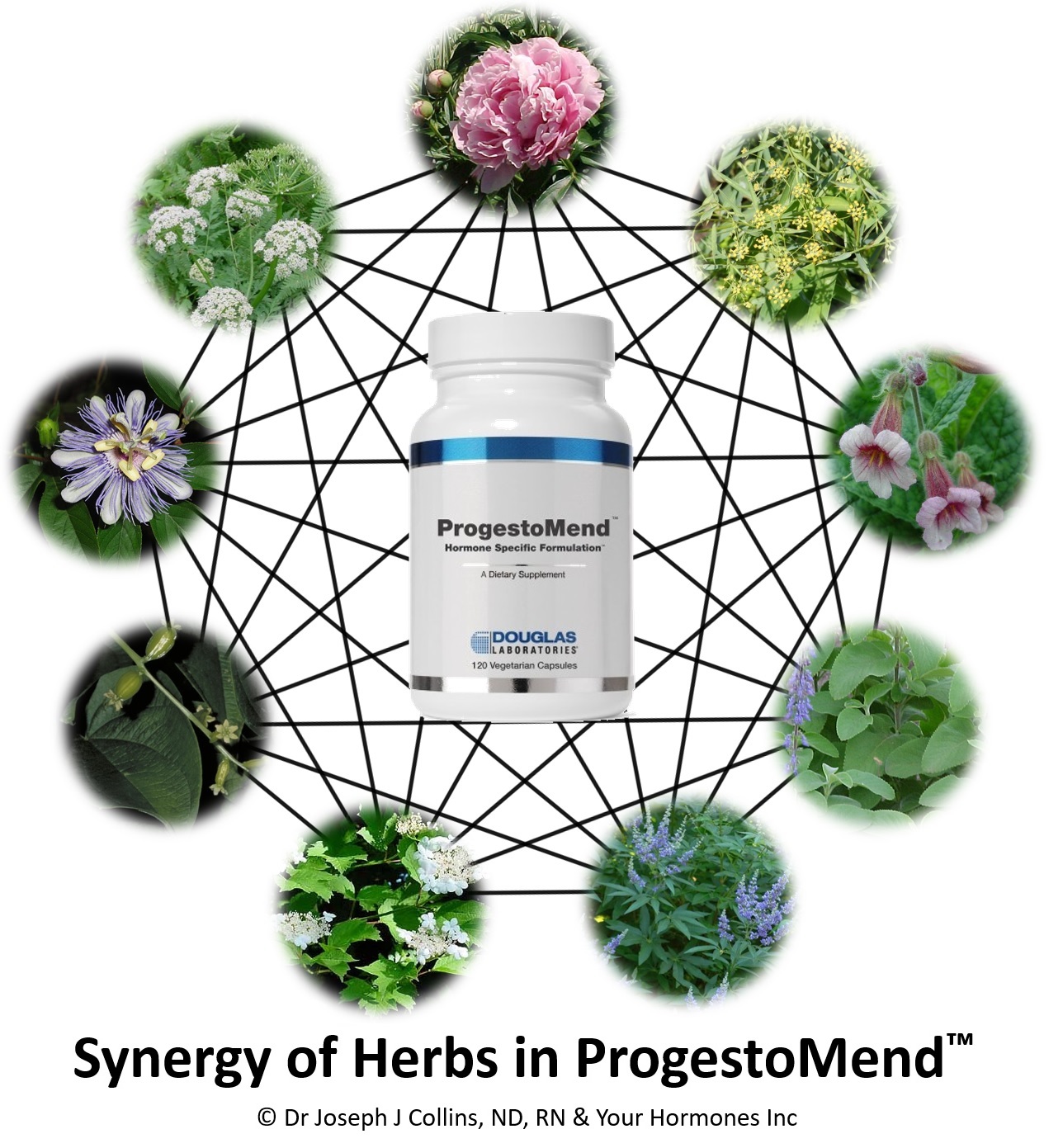 Specific Actions & Synergy of ProgestoMend™ Herbs